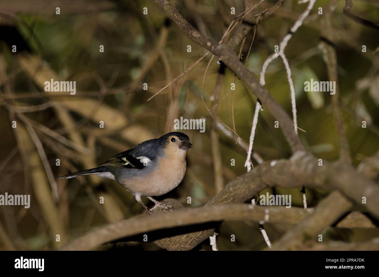 Common finch males hi-res stock photography and images - Alamy