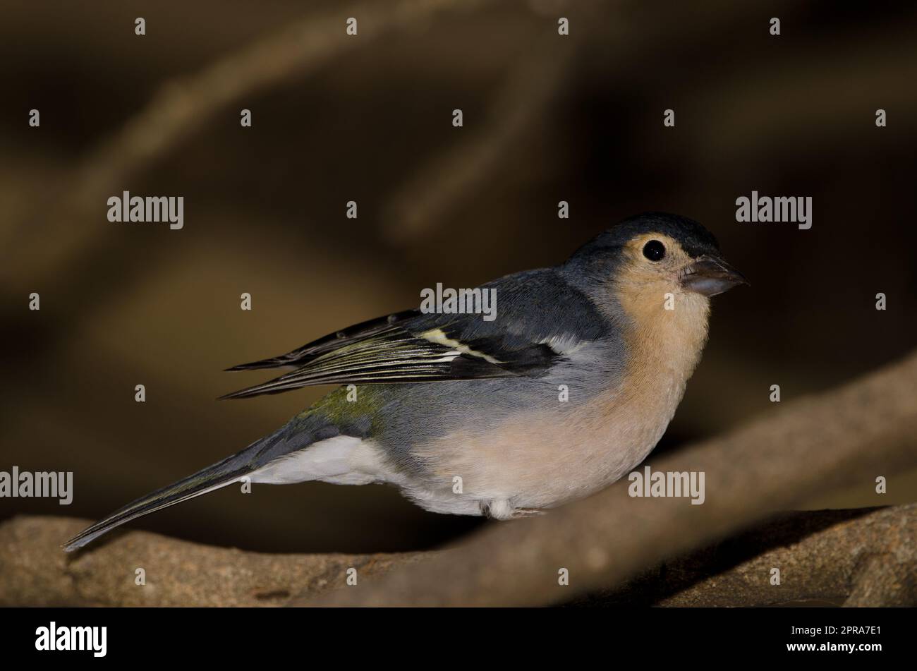 Common chaffinches hi-res stock photography and images - Alamy
