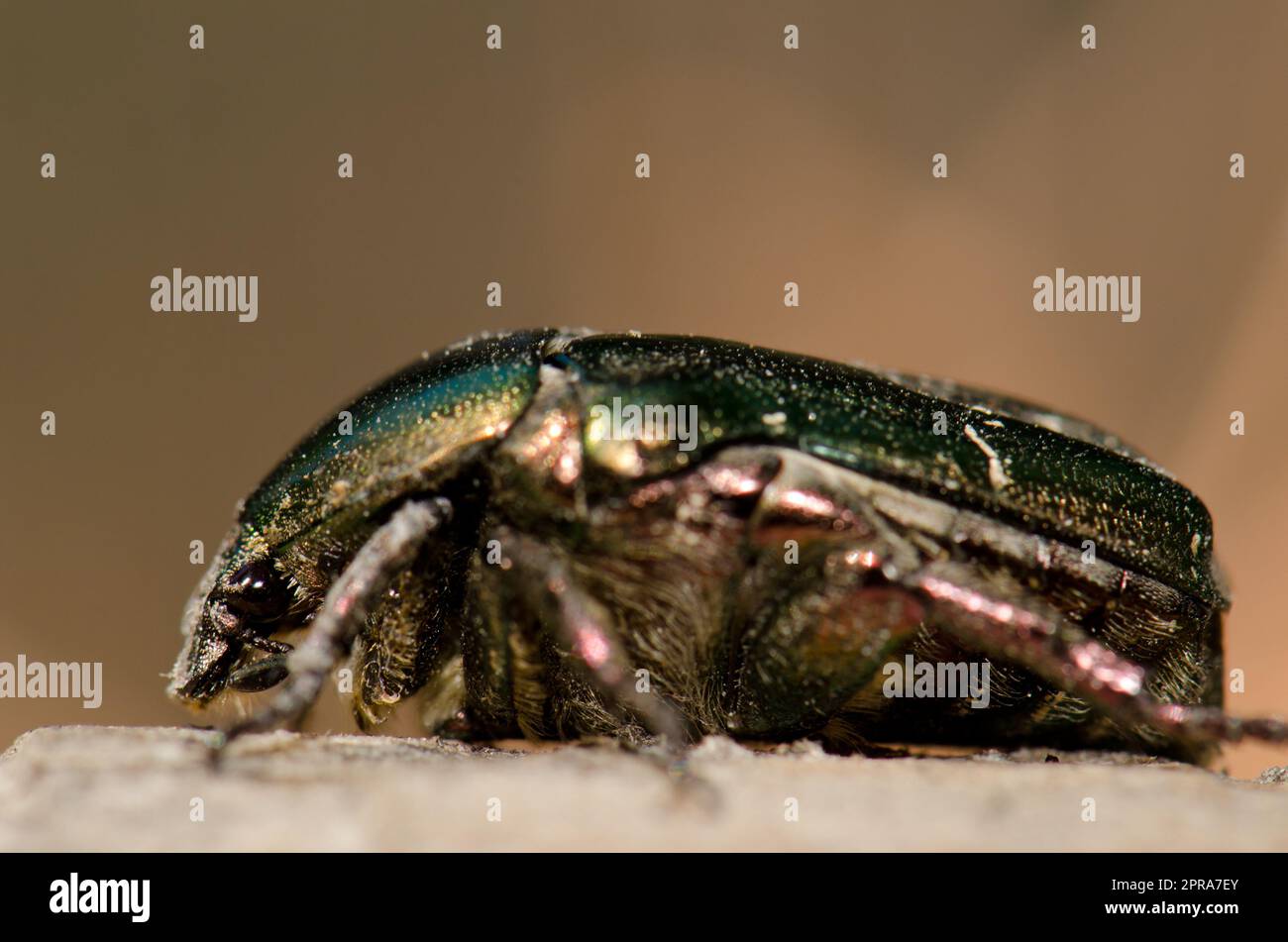 Copper chafer Protaetia cuprea Stock Photo - Alamy