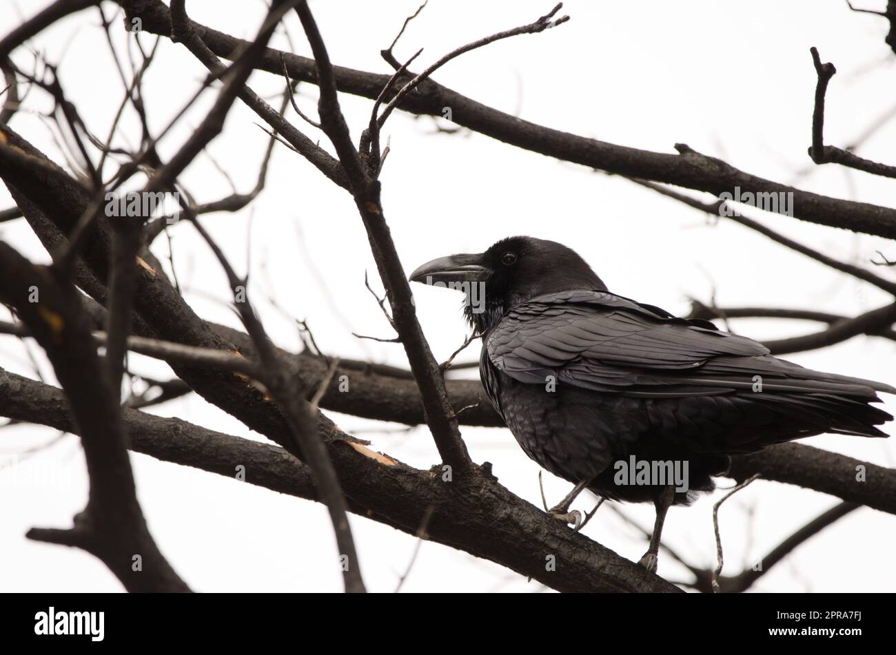 Canary Islands raven Stock Photo - Alamy