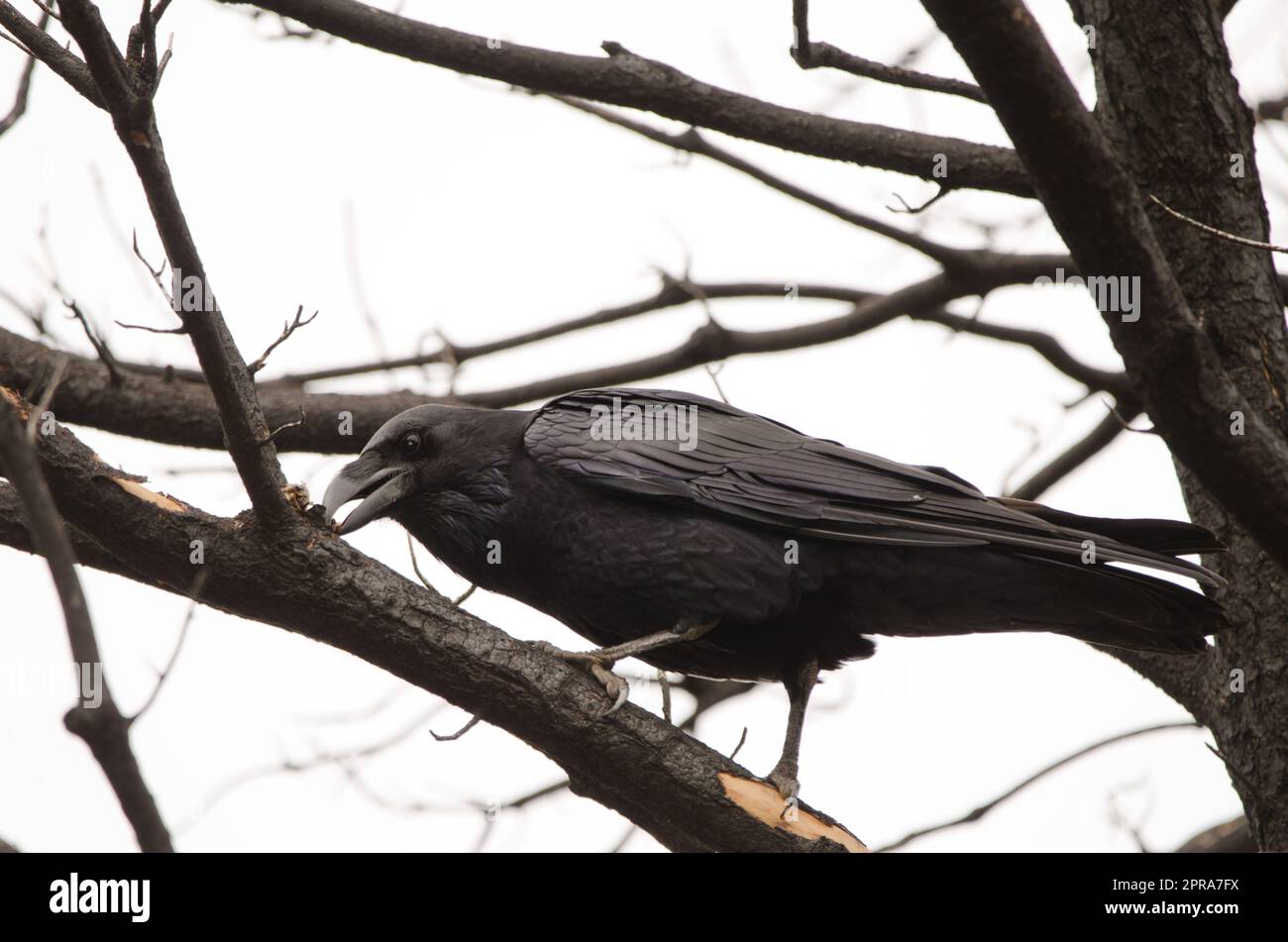 Canary Islands raven eating Stock Photo - Alamy