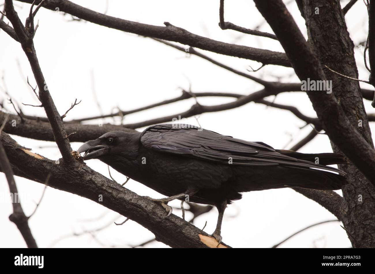 Canary Islands raven eating Stock Photo - Alamy