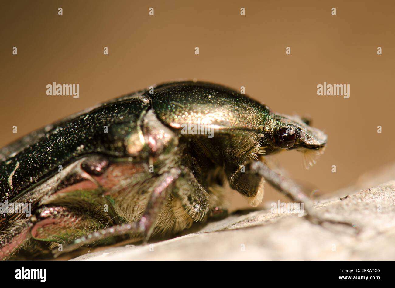 Copper chafer Protaetia cuprea Stock Photo - Alamy