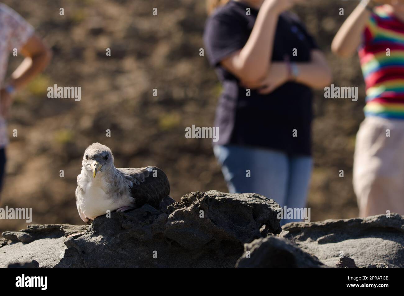 Release of birds hi-res stock photography and images - Alamy