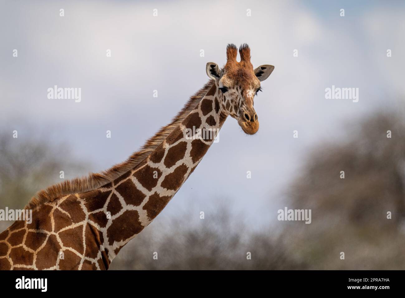 Giraffe looking at camera hi-res stock photography and images - Alamy