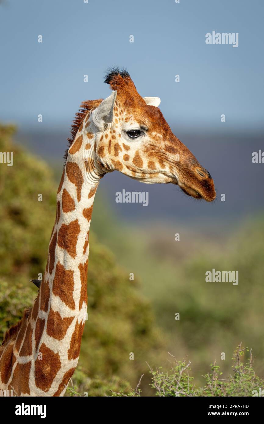 Giraffe looking at camera hi-res stock photography and images - Alamy