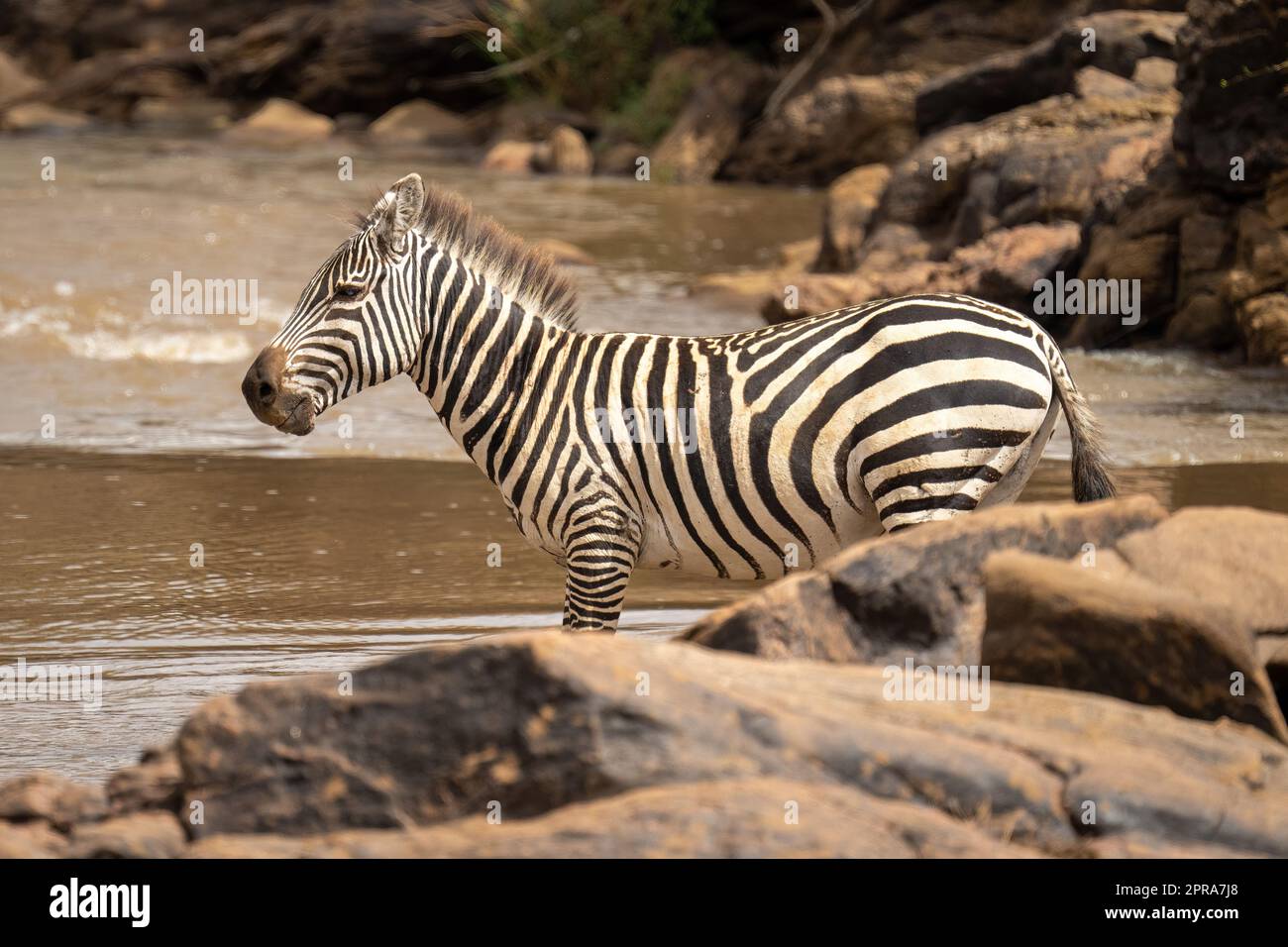 Plains zebra stands in river behind rocks Stock Photo - Alamy