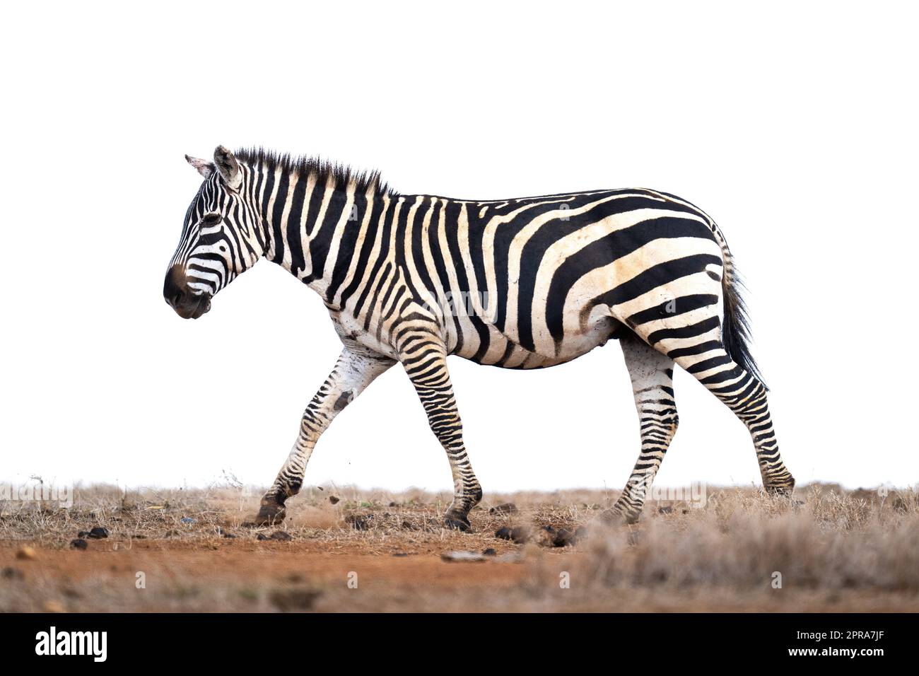 Zebra walking hi-res stock photography and images - Alamy