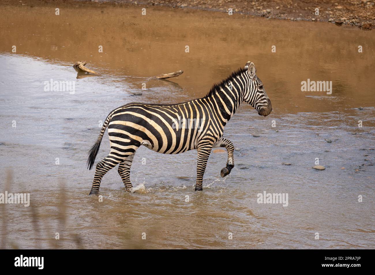 Plains zebra walks in shallows lifting foot Stock Photo - Alamy