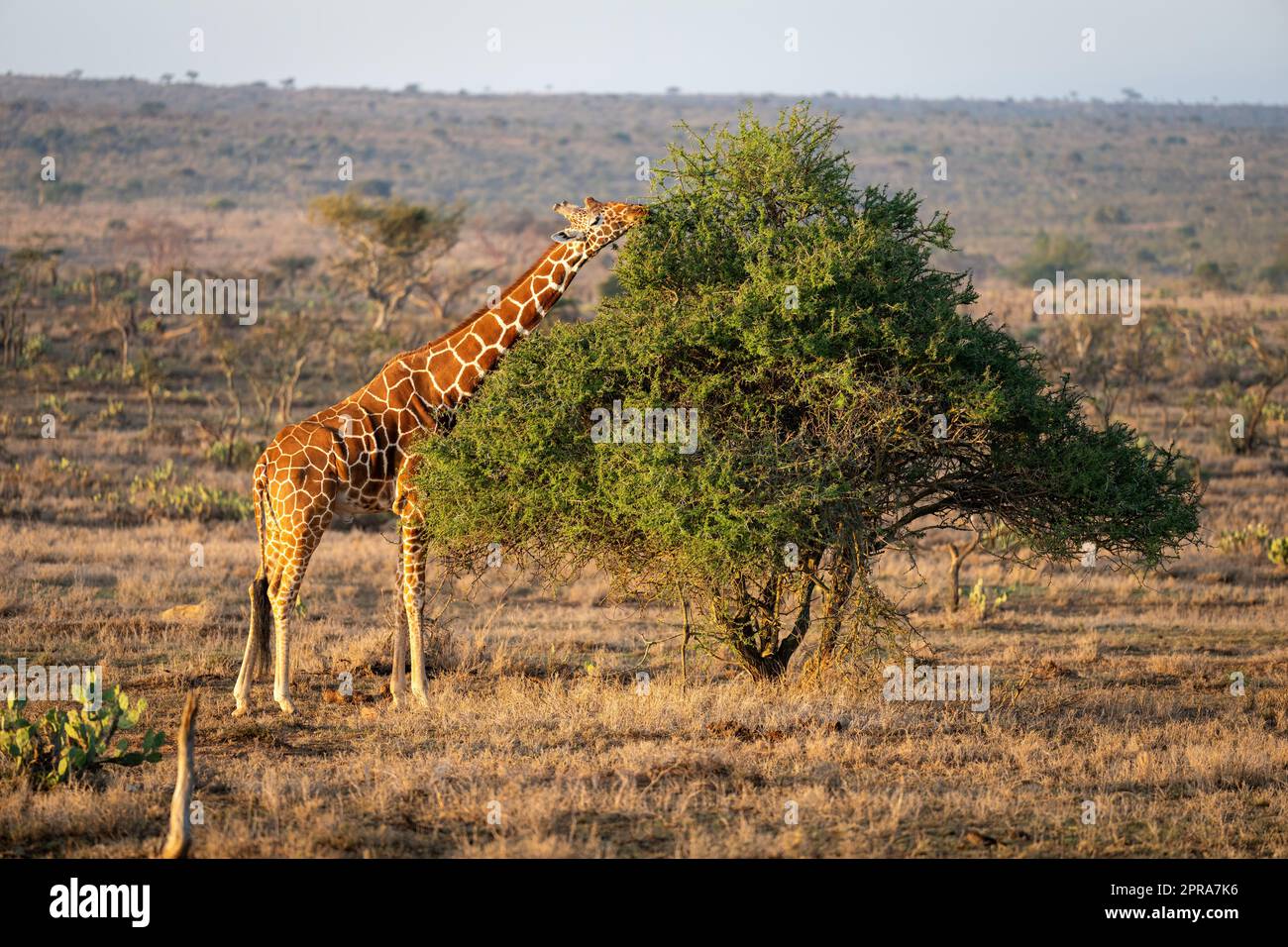 Tree stands on nature hi-res stock photography and images - Alamy