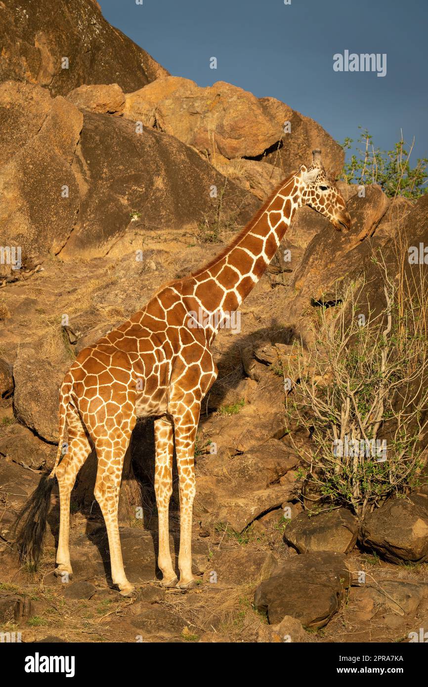 Giraffe stands hi-res stock photography and images - Alamy