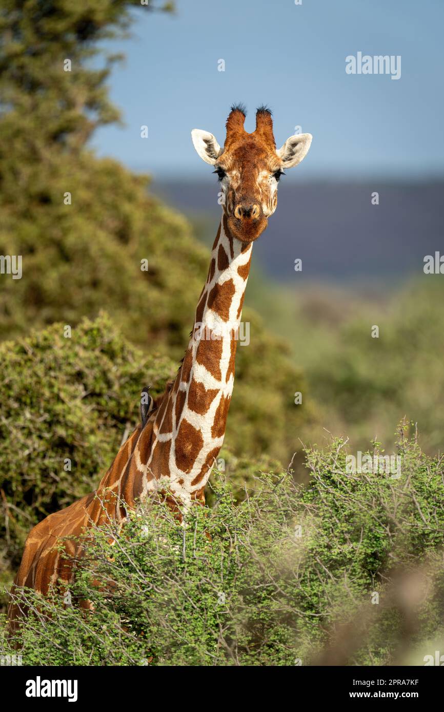Giraffe Stand Photography