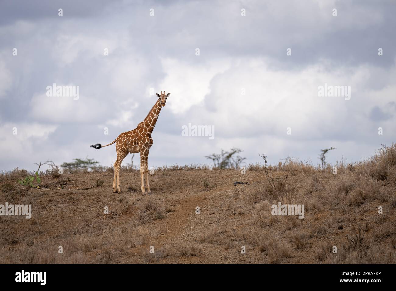 Reticulated giraffe stands in savannah swinging tail Stock Photo - Alamy