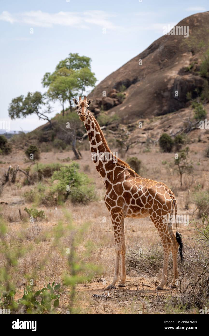 Reticulated giraffe stands watching camera by kopje Stock Photo - Alamy