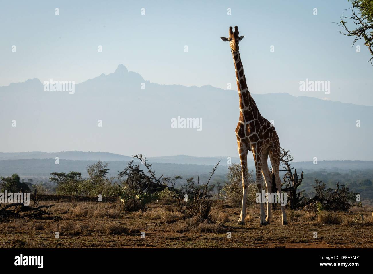 Reticulated giraffe stands with Mount Kenya behind Stock Photo - Alamy