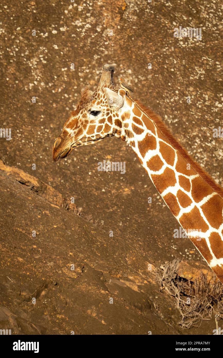 Against rock hi-res stock photography and images - Alamy