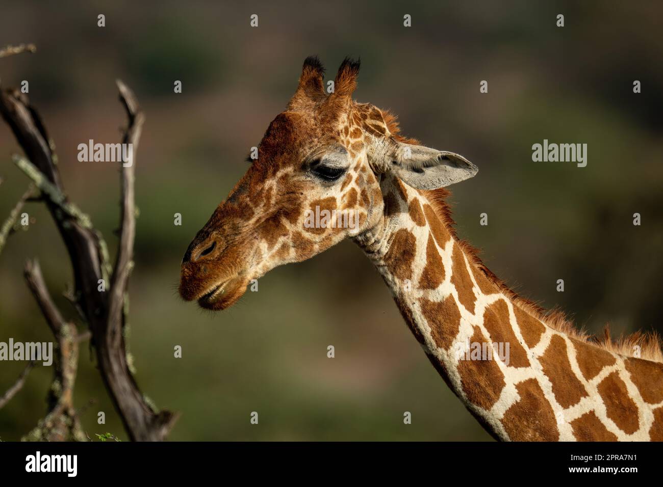 Dead giraffe hi-res stock photography and images - Alamy