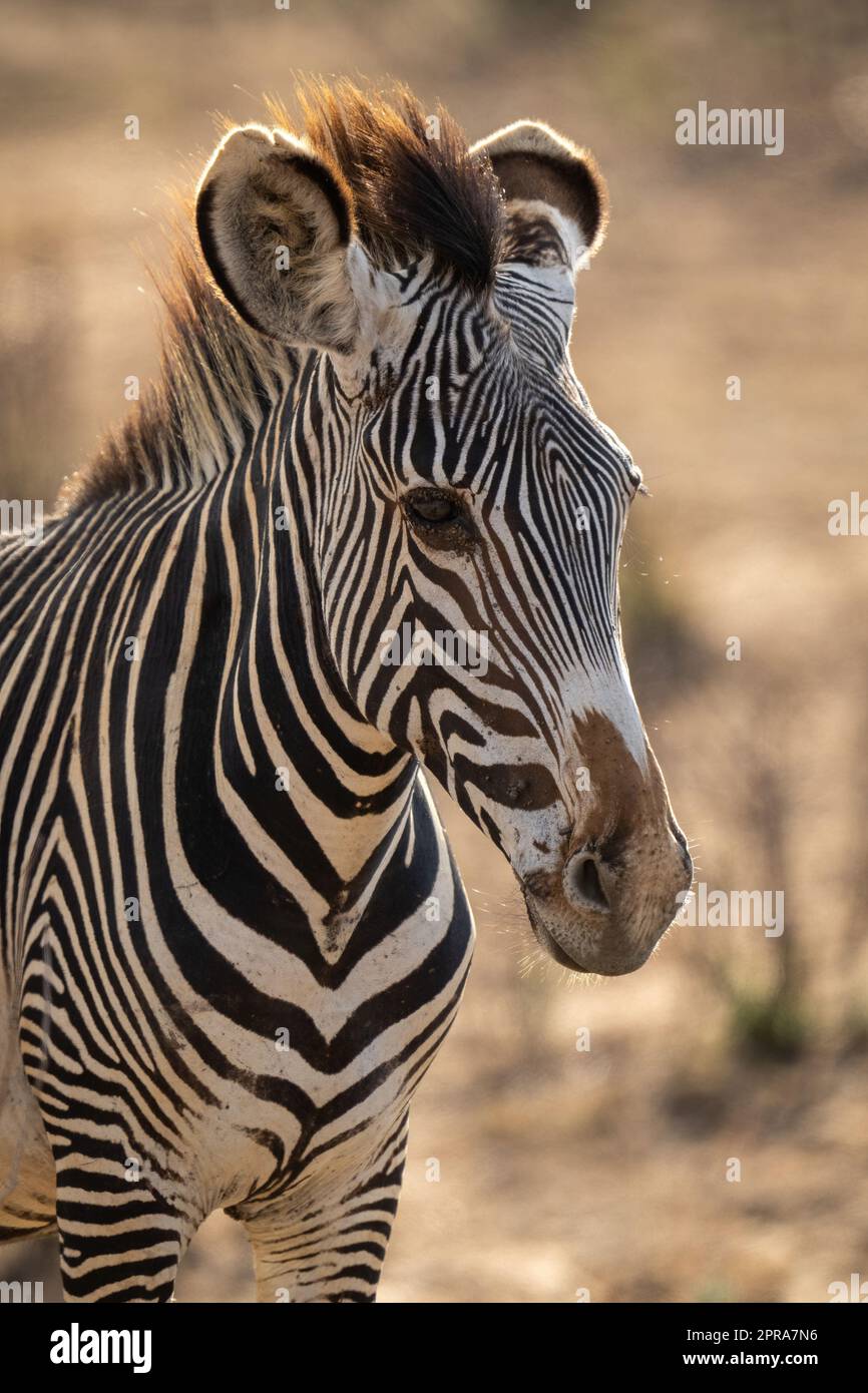 Zebra up close hi-res stock photography and images - Alamy