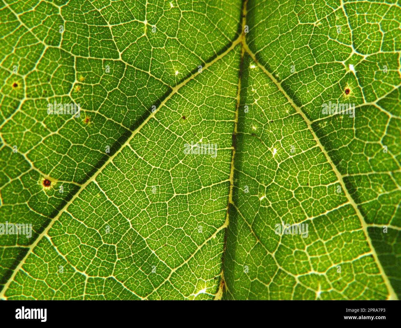 Translucent green leaf hi-res stock photography and images - Alamy