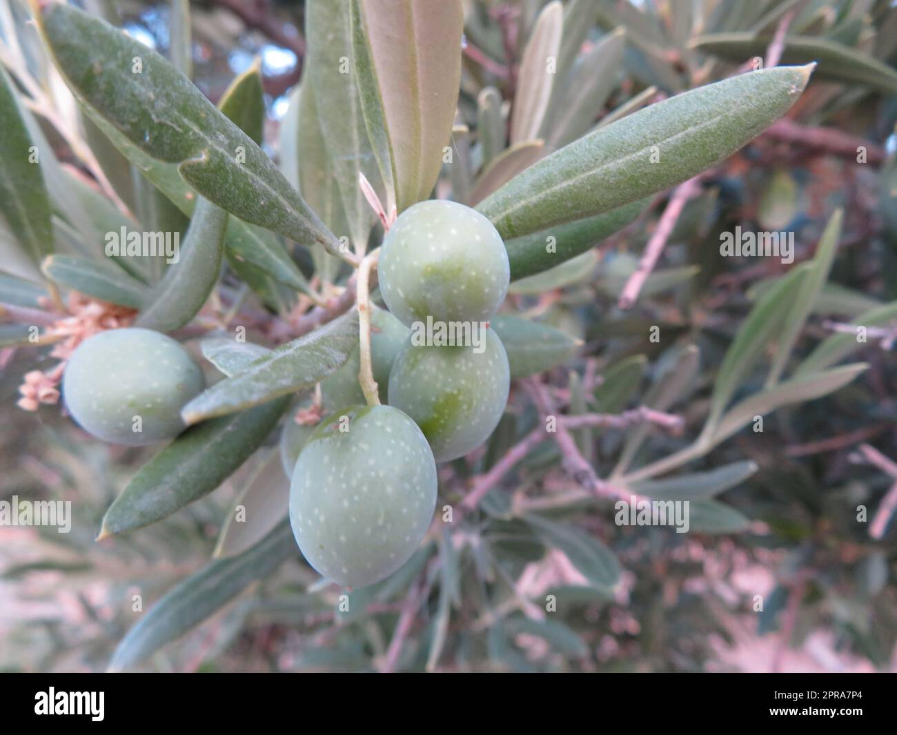 Seeds olive oil hi-res stock photography and images - Alamy