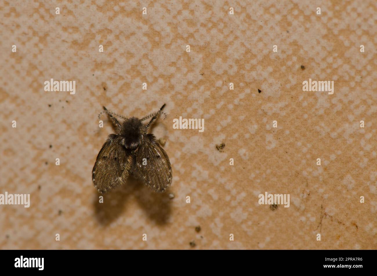 Moth Flies In Bathroom