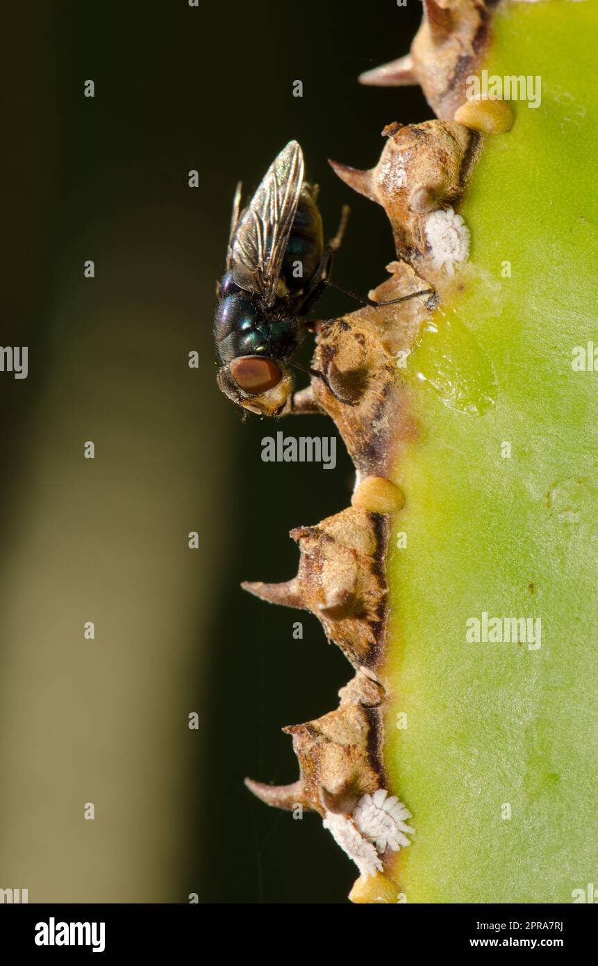 Common green bottle fly Stock Photo - Alamy