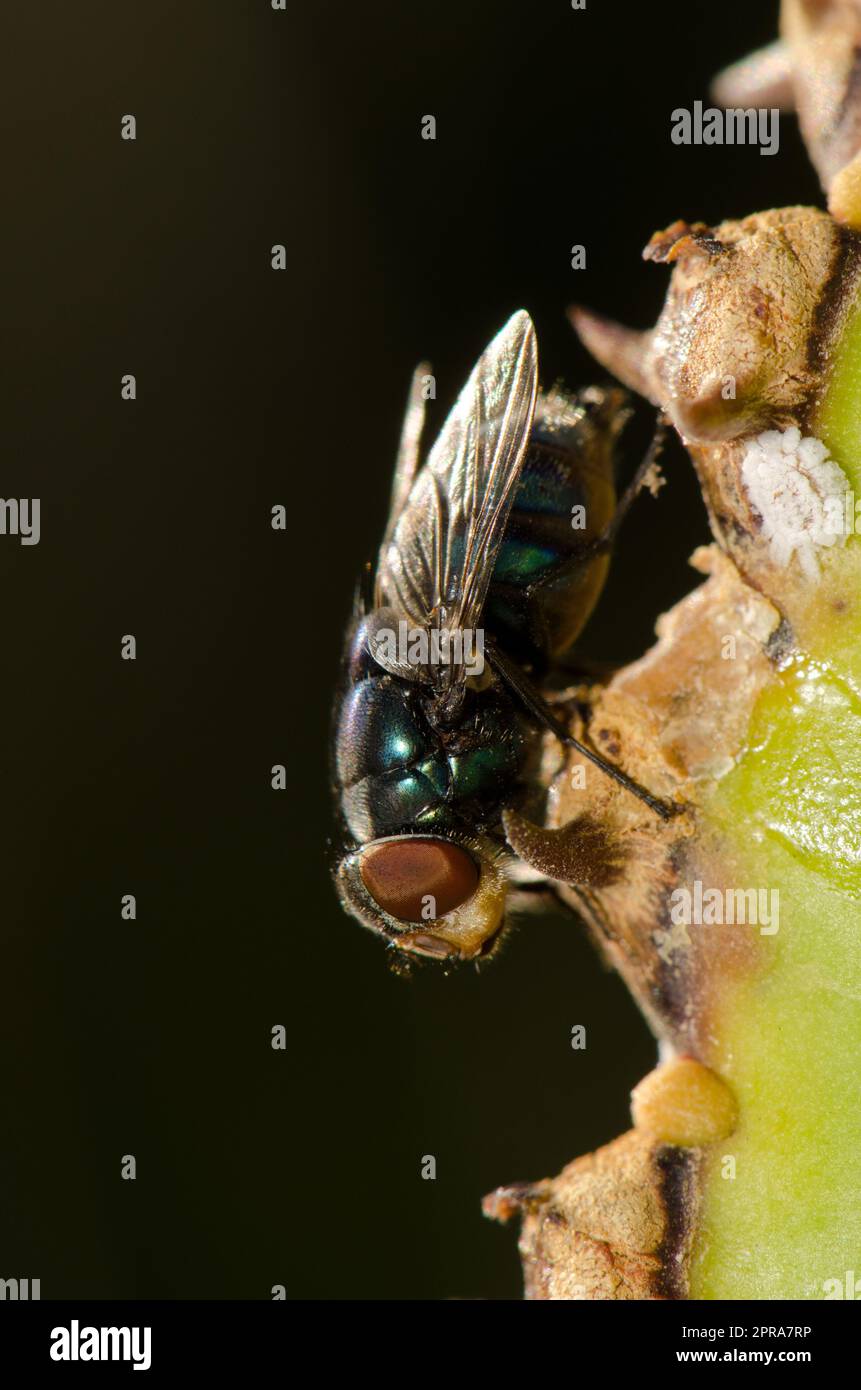 Common green bottle fly Stock Photo - Alamy