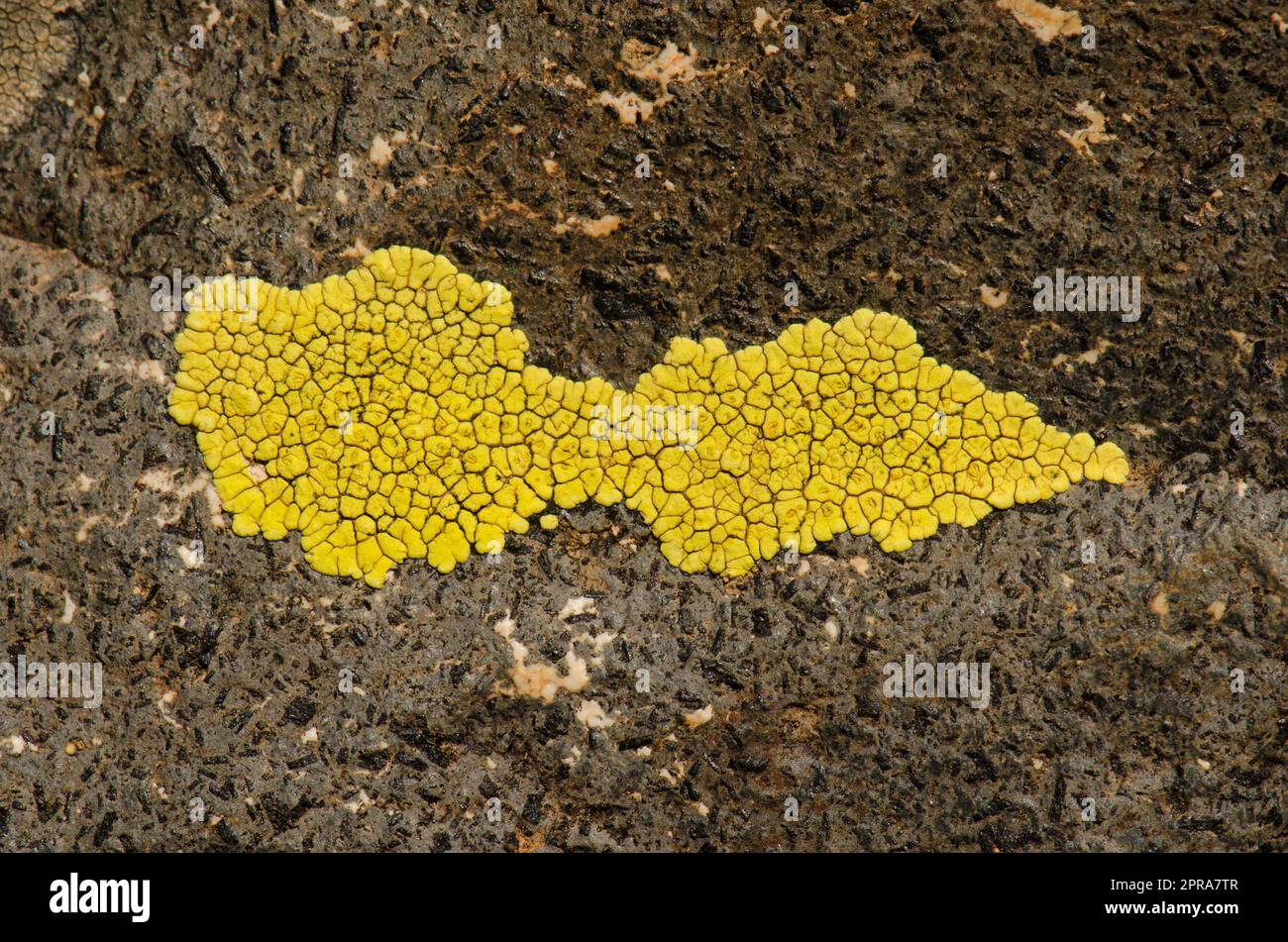 Yellow lichen on a rock Stock Photo - Alamy