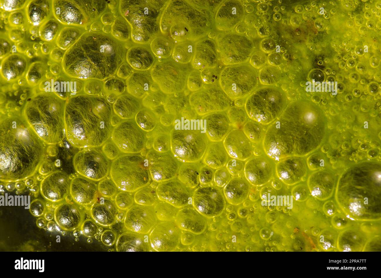 Water bubbles on the surface of a pond covered with algae Stock Photo ...