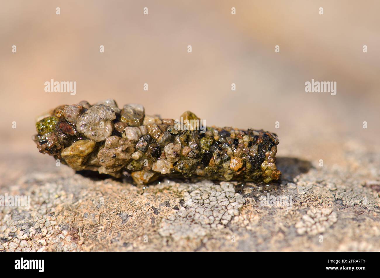 Caddisfly larvae hi-res stock photography and images - Alamy
