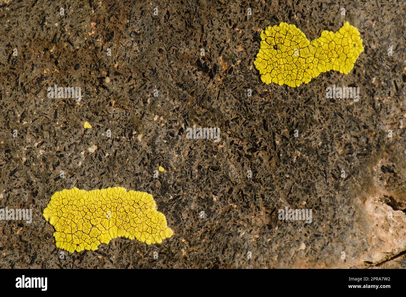 Yellow lichens on a rock Stock Photo - Alamy