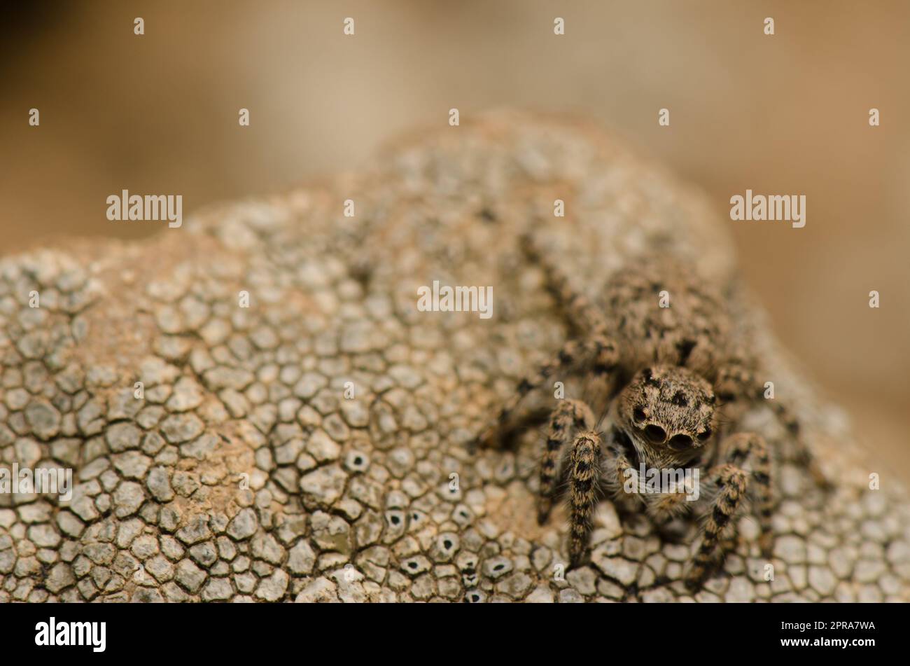 Female jumping spider Stock Photo - Alamy