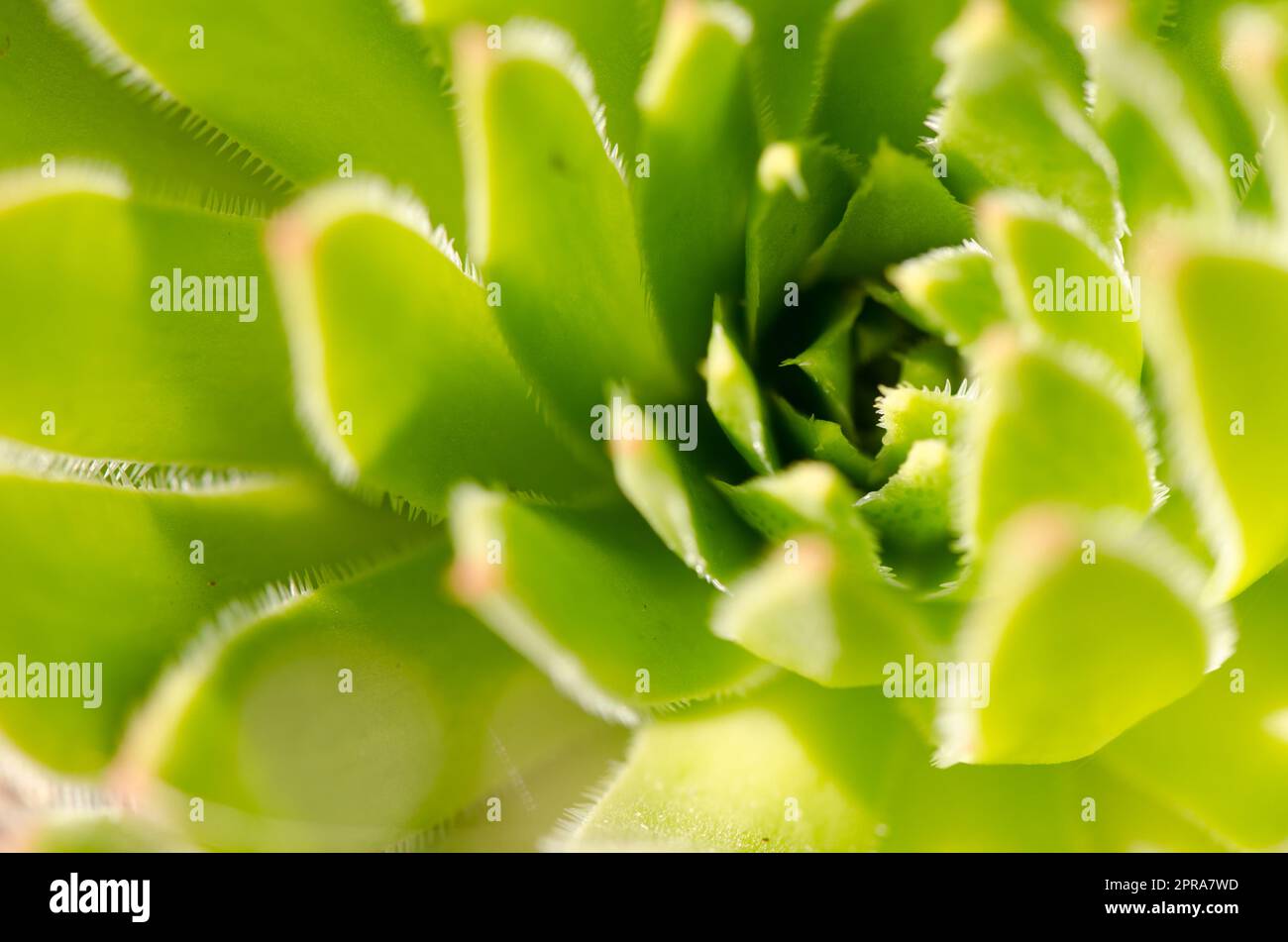 Detail of the succulent plant Aeonium simsii Stock Photo - Alamy