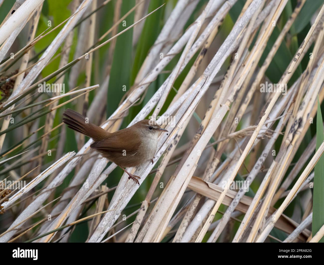 Cettis warbler, Cettia cetti, single bird on reeds, Sardinia, April ...