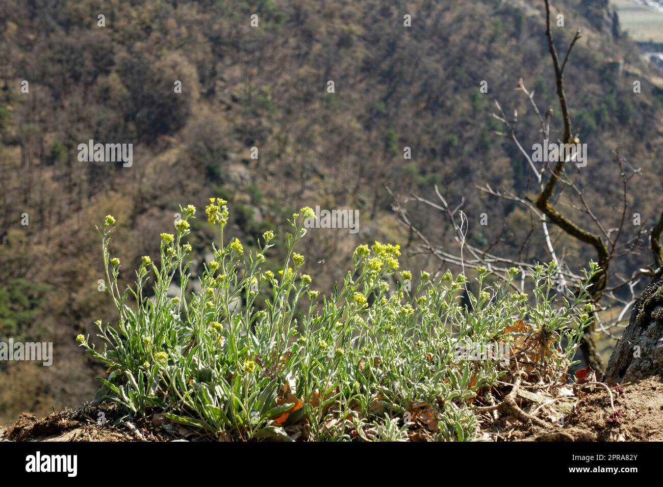 Canyon flowers hi-res stock photography and images - Alamy