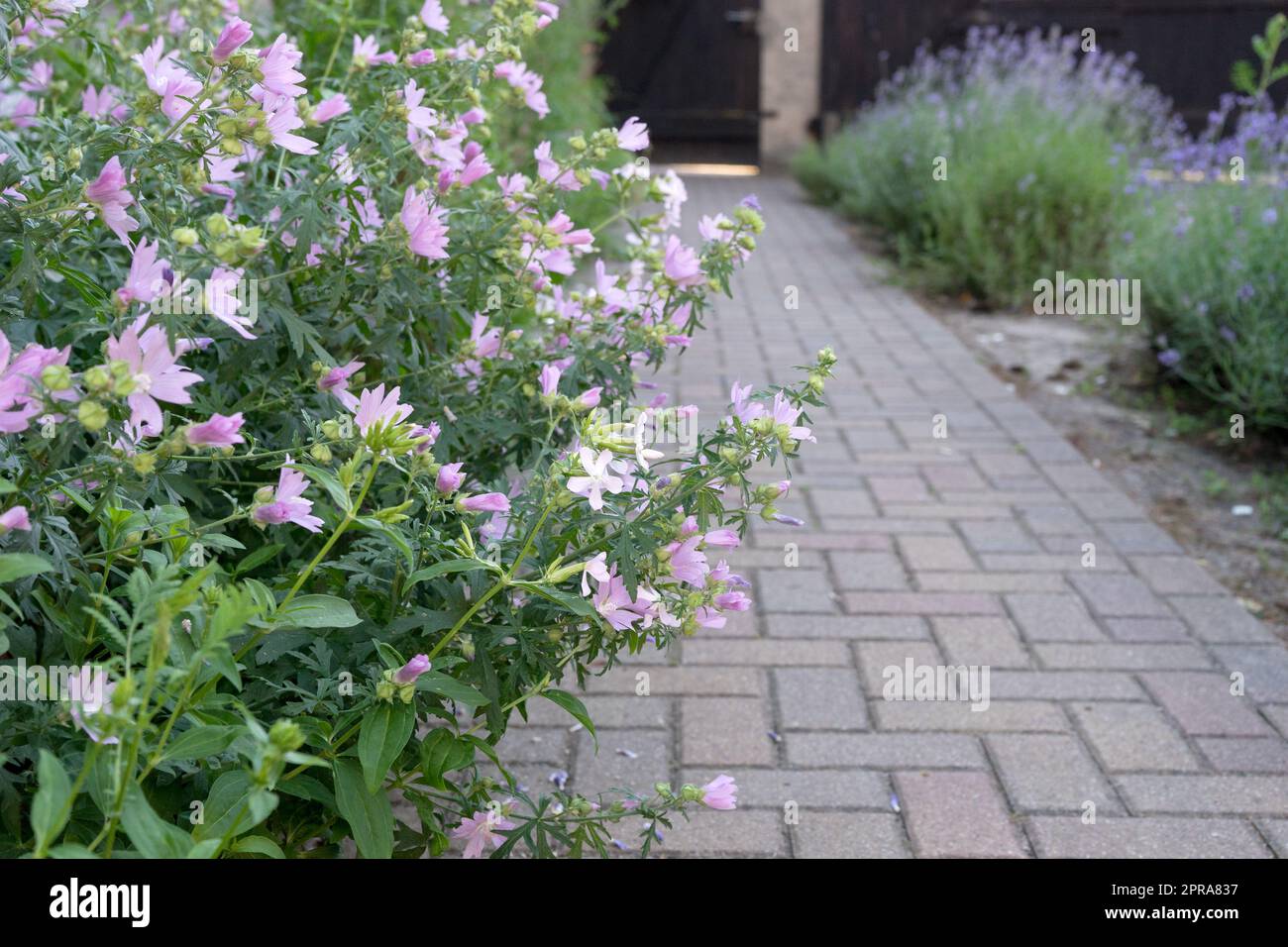 path with mallow and lavender Stock Photo - Alamy