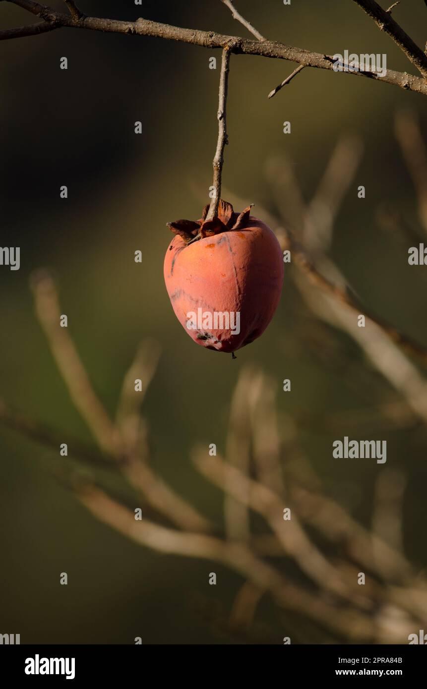 Persimmon hanging from a branch Stock Photo - Alamy