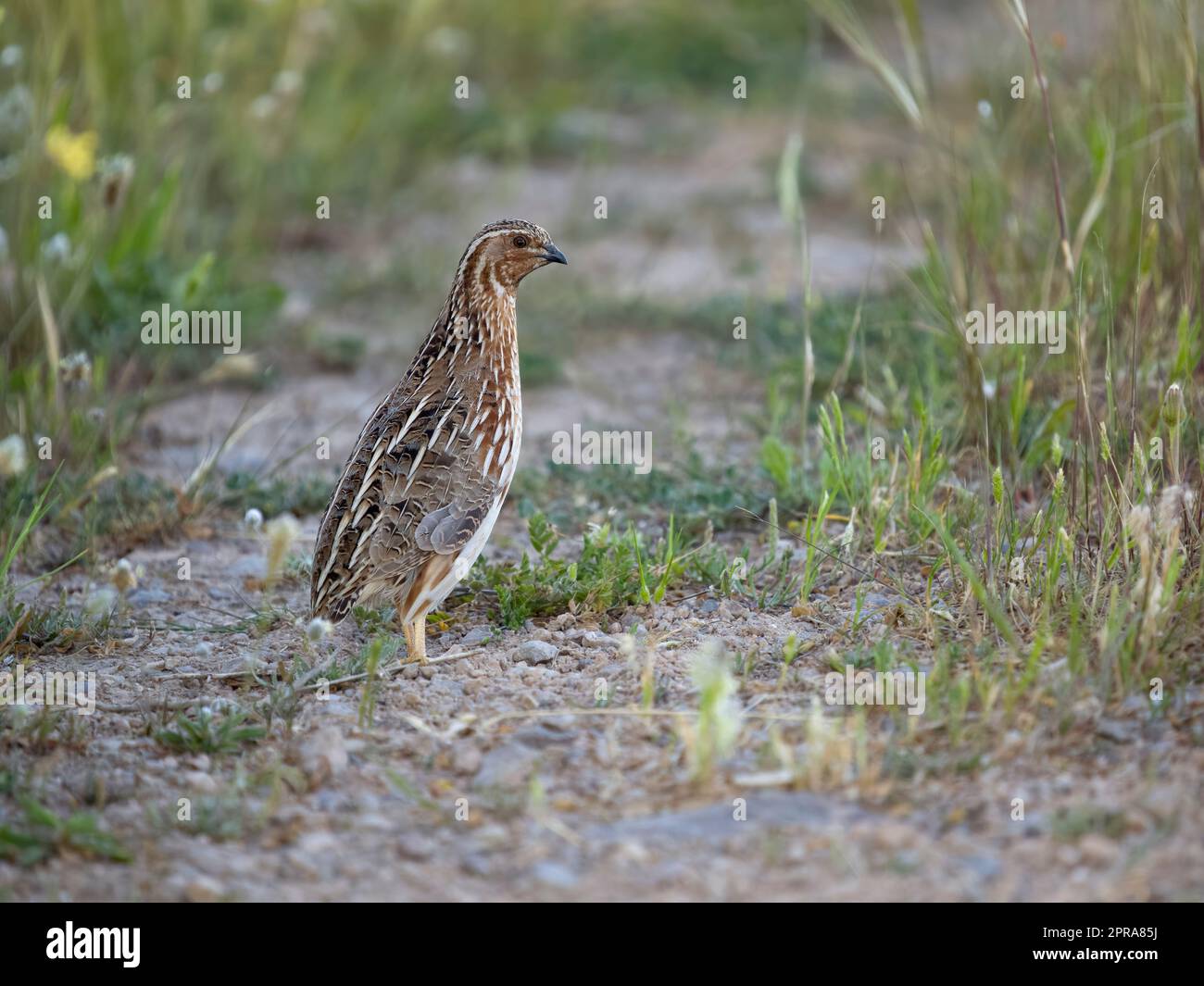 Common or European quail, Coturnix coturnix, single male on grround ...