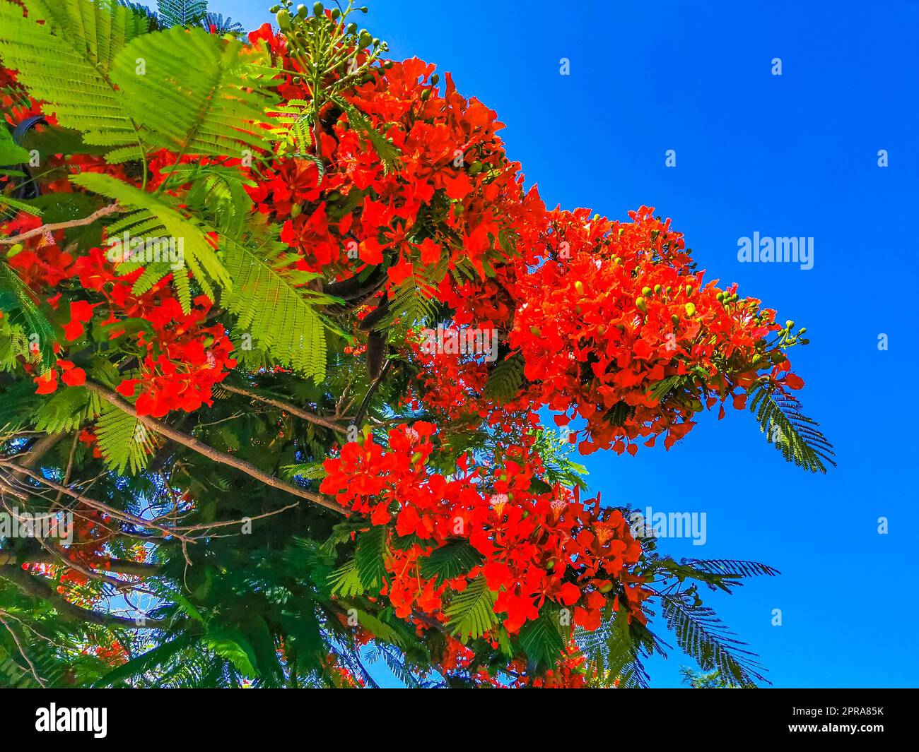 Beautiful tropical flame tree red flowers Flamboyant Delonix Regia ...
