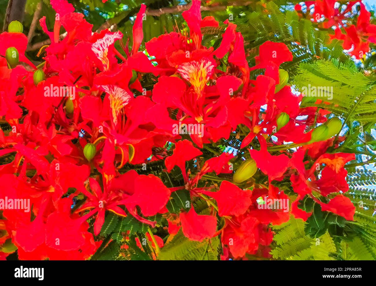 Beautiful tropical flame tree red flowers Flamboyant Delonix Regia Mexico Stock Photo - Alamy