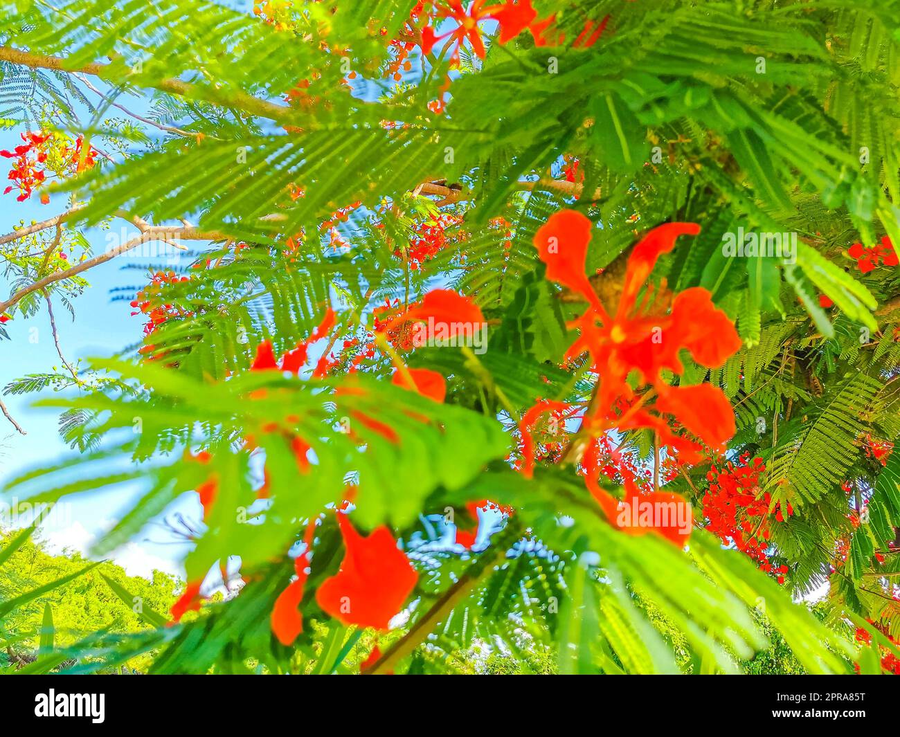 Beautiful tropical flame tree red flowers Flamboyant Delonix Regia Mexico Stock Photo - Alamy