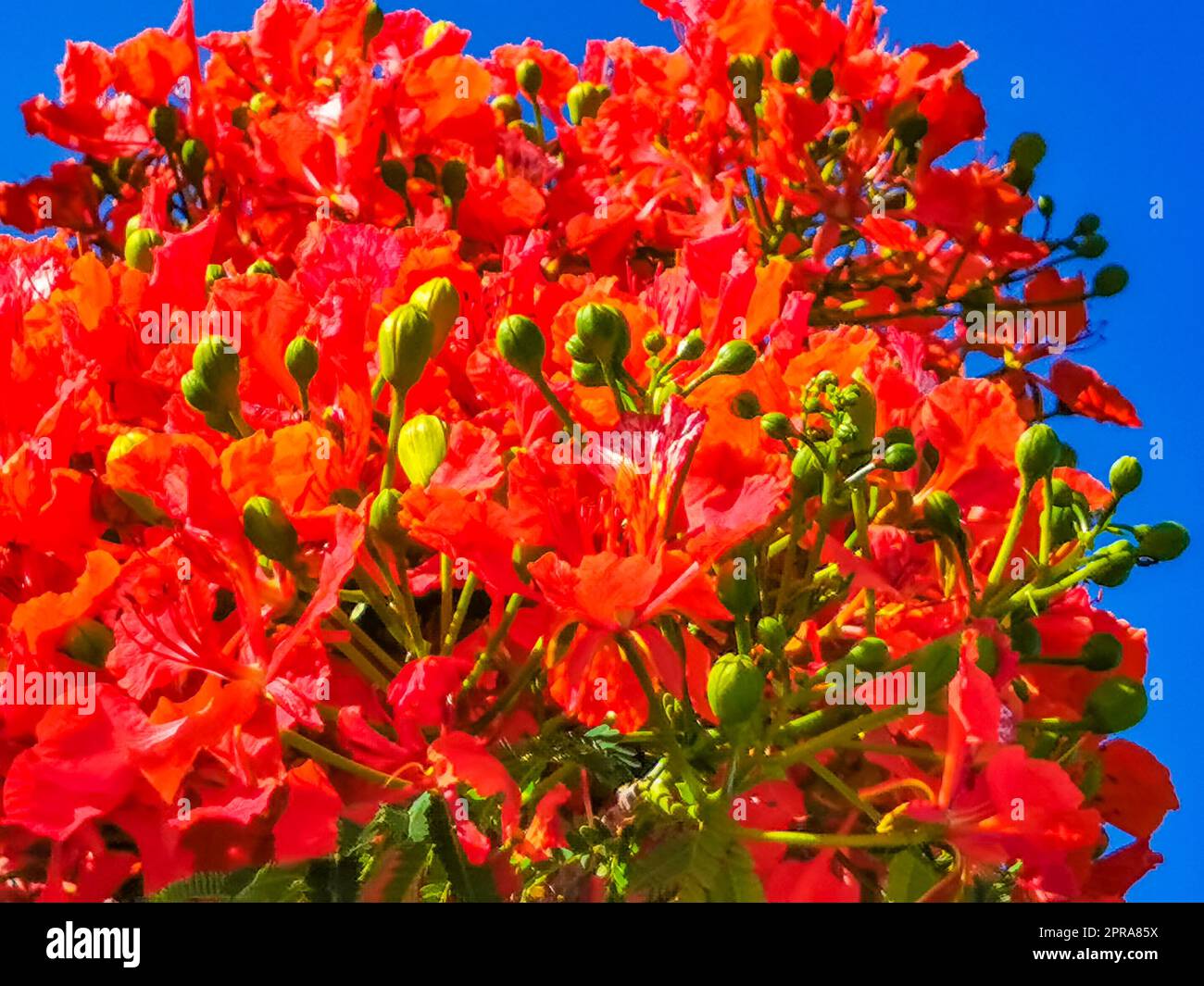 Beautiful tropical flame tree red flowers Flamboyant Delonix Regia ...