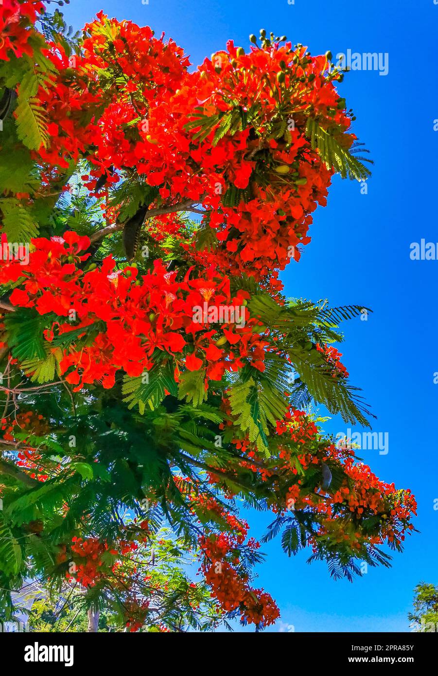 Beautiful tropical flame tree red flowers Flamboyant Delonix Regia Mexico Stock Photo - Alamy