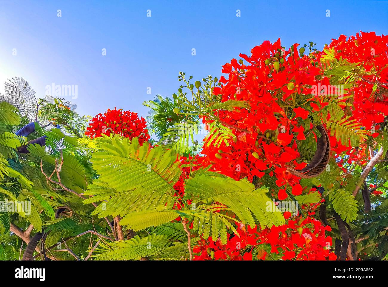 Beautiful tropical flame tree red flowers Flamboyant Delonix Regia ...