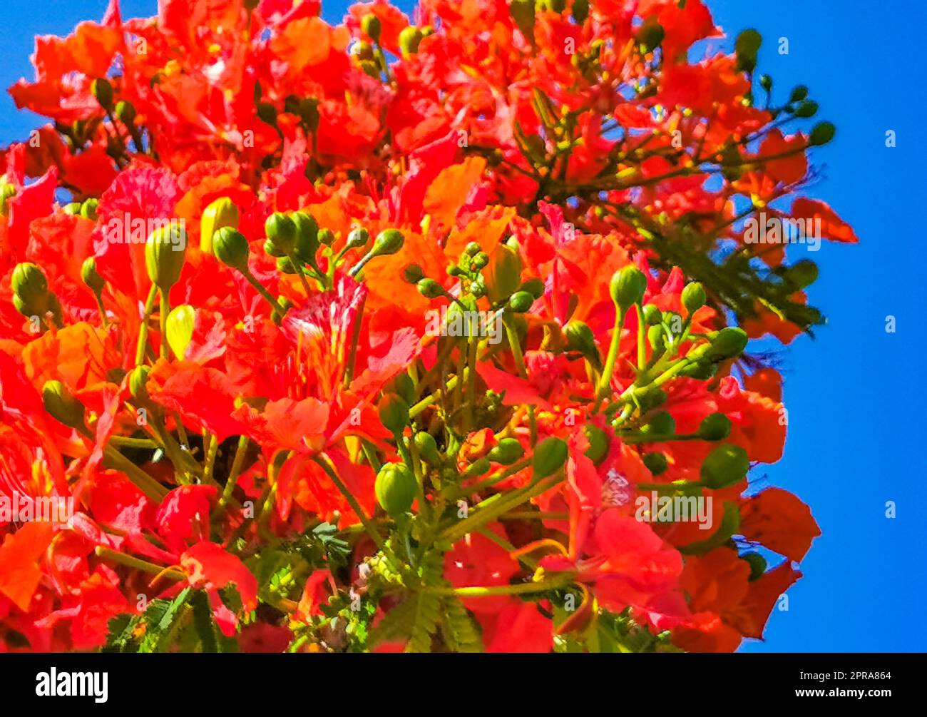 Beautiful tropical flame tree red flowers Flamboyant Delonix Regia ...