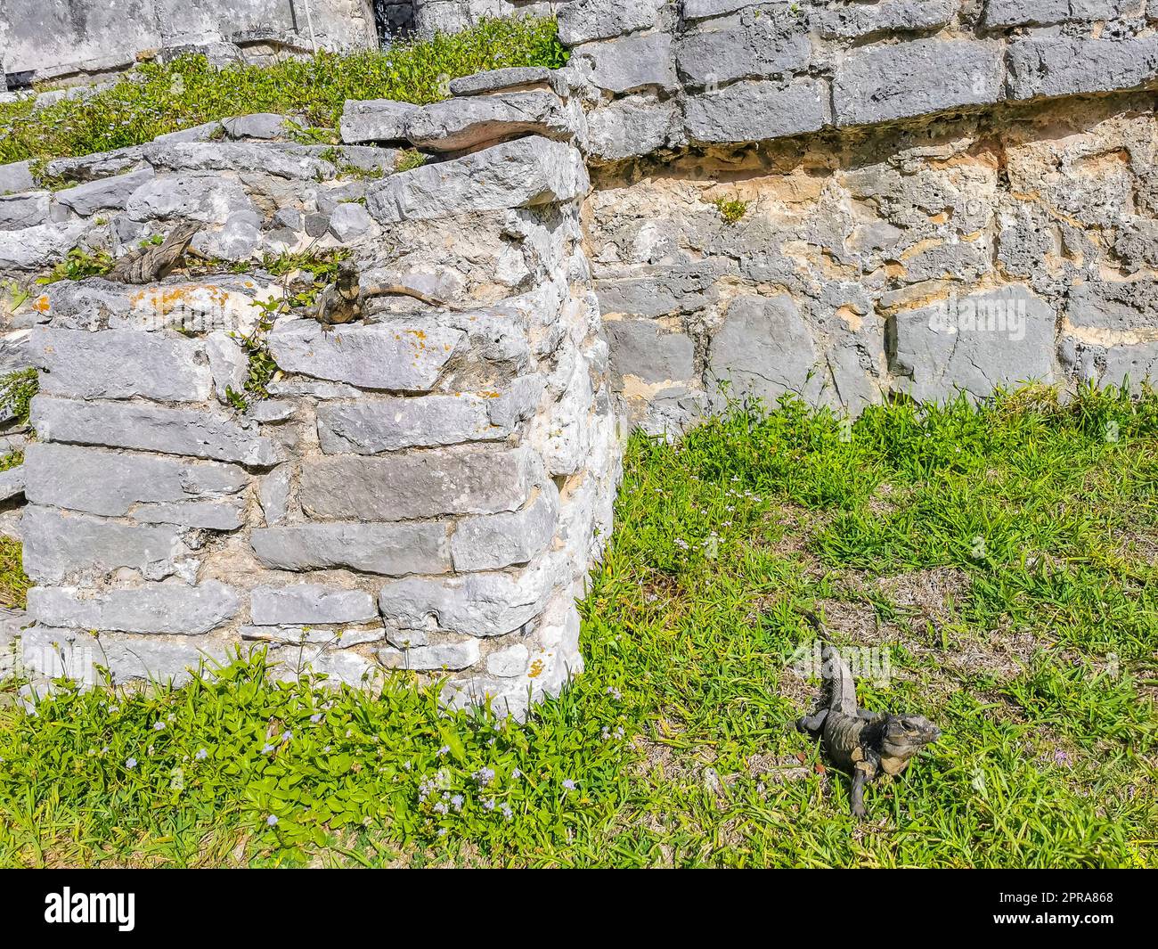 Iguana on grass Tulum ruins Mayan site temple pyramids Mexico Stock ...
