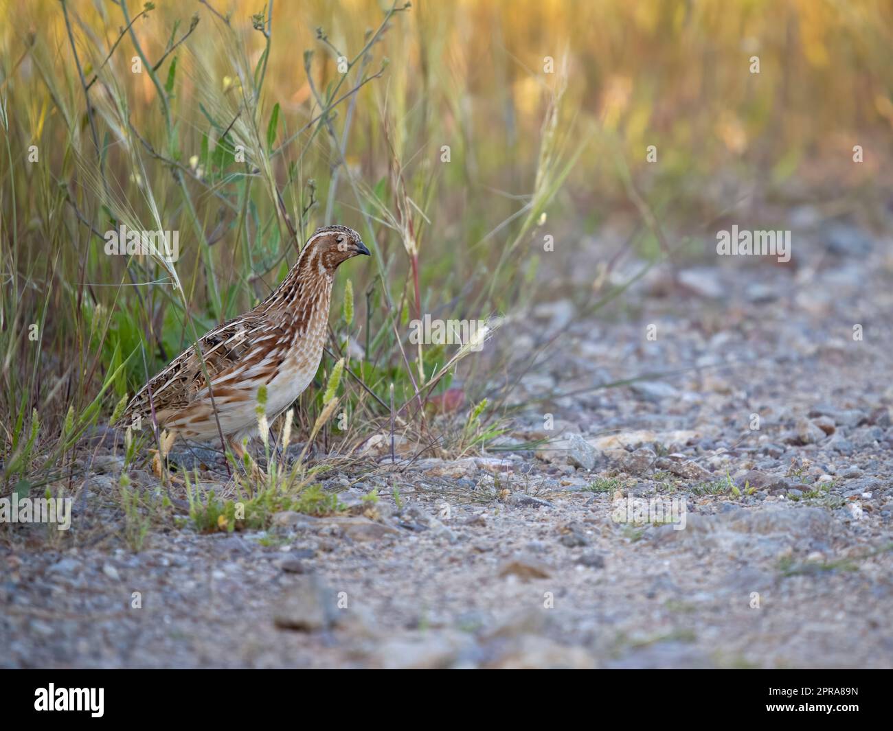 Male quail coturnix coturnix hi-res stock photography and images - Alamy