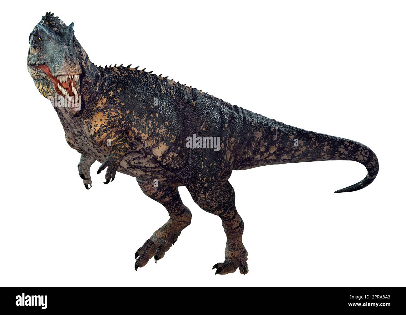 3D rendering of a dinosaur gigantosaurus isolated on white background Stock Photo - Alamy