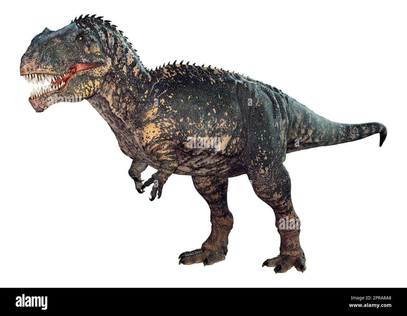 3D rendering of a dinosaur gigantosaurus isolated on white background Stock Photo - Alamy