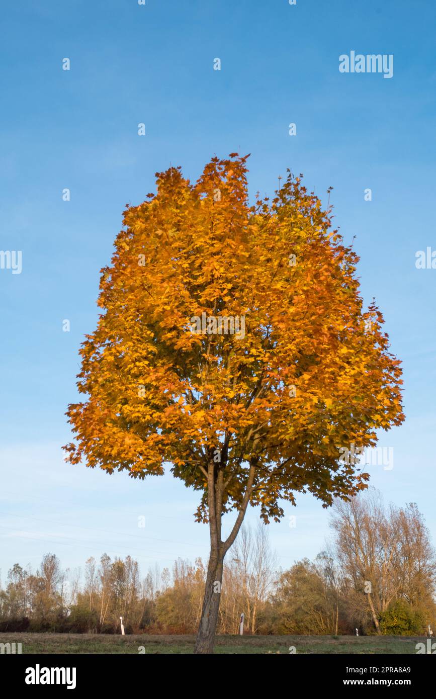 Tree canopy of yellow leaves hi-res stock photography and images - Alamy